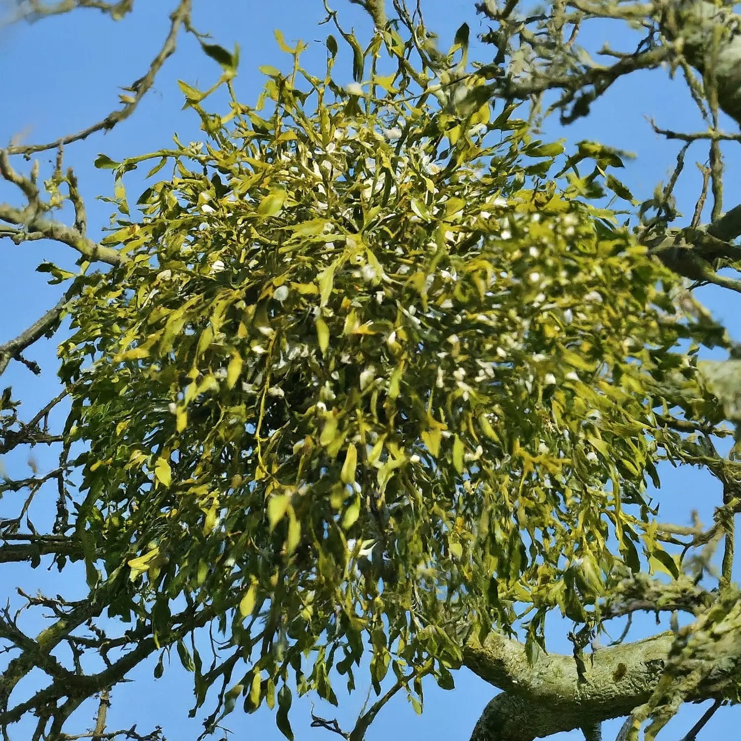 7 Unconventional Secrets To Growing Enchanting Mistletoe Even Without 7-unconventional-secrets-to-growing-enchanting-mistletoe-even-without